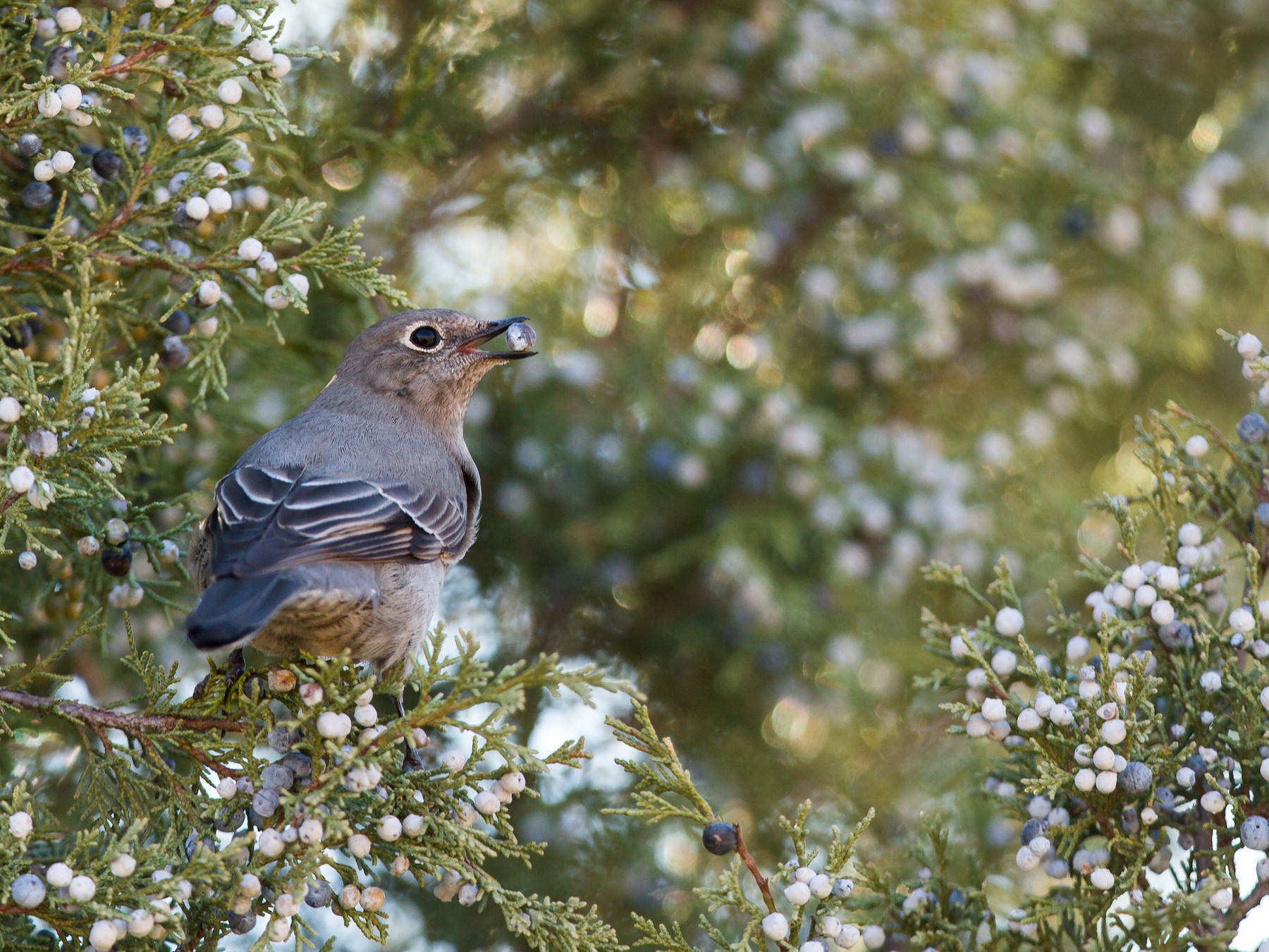Townsend's Solitaire - eBird