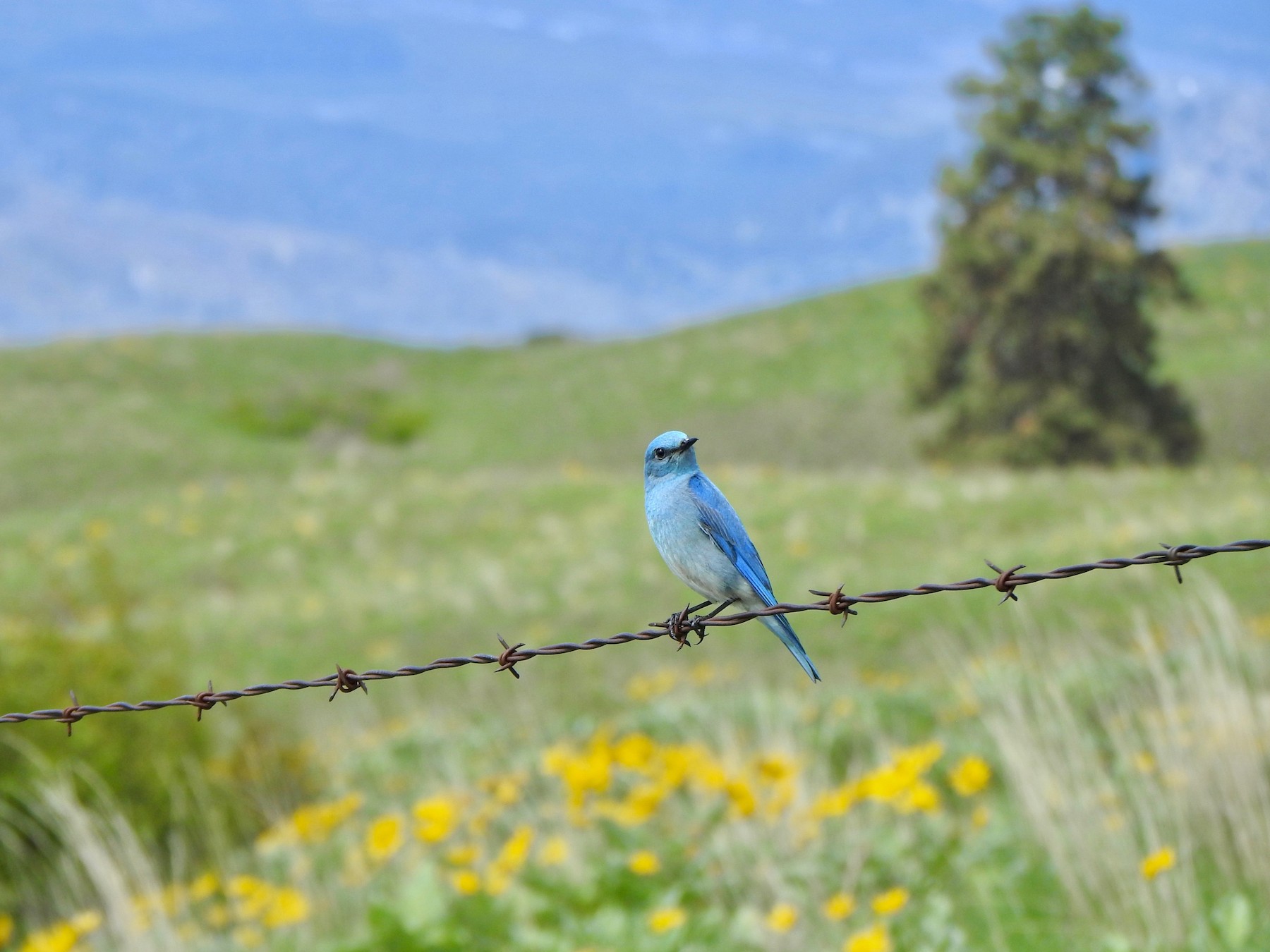 mountain bluebird - eBird