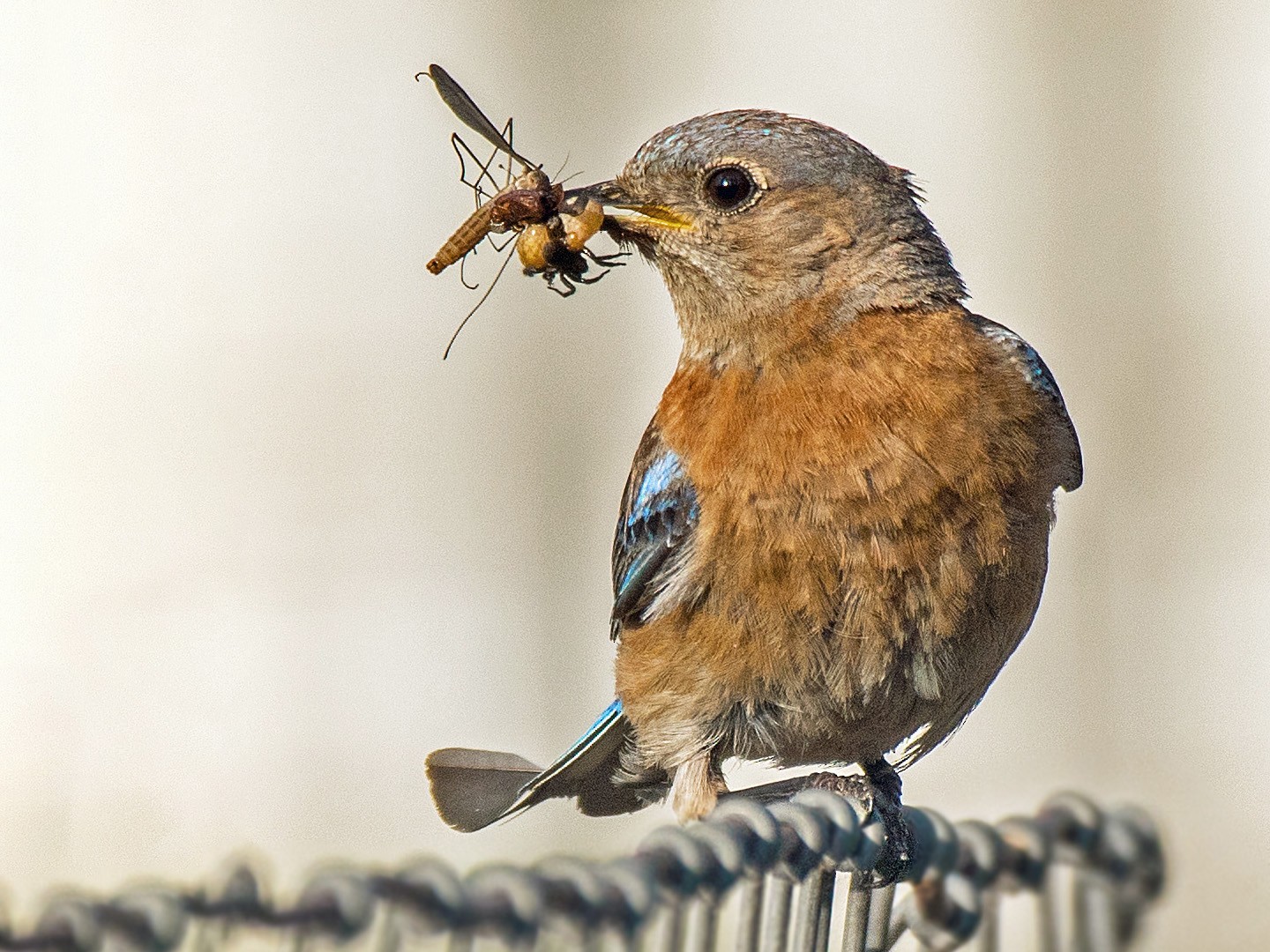 Western Bluebird Female
