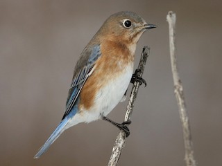  - Eastern Bluebird