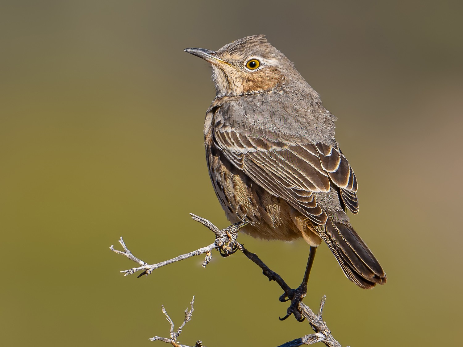 Sage Thrasher