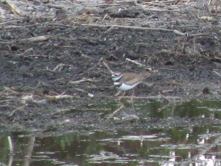 eBird Checklist - 28 Aug 2018 - Iona Island Bird Observatory - 33 species