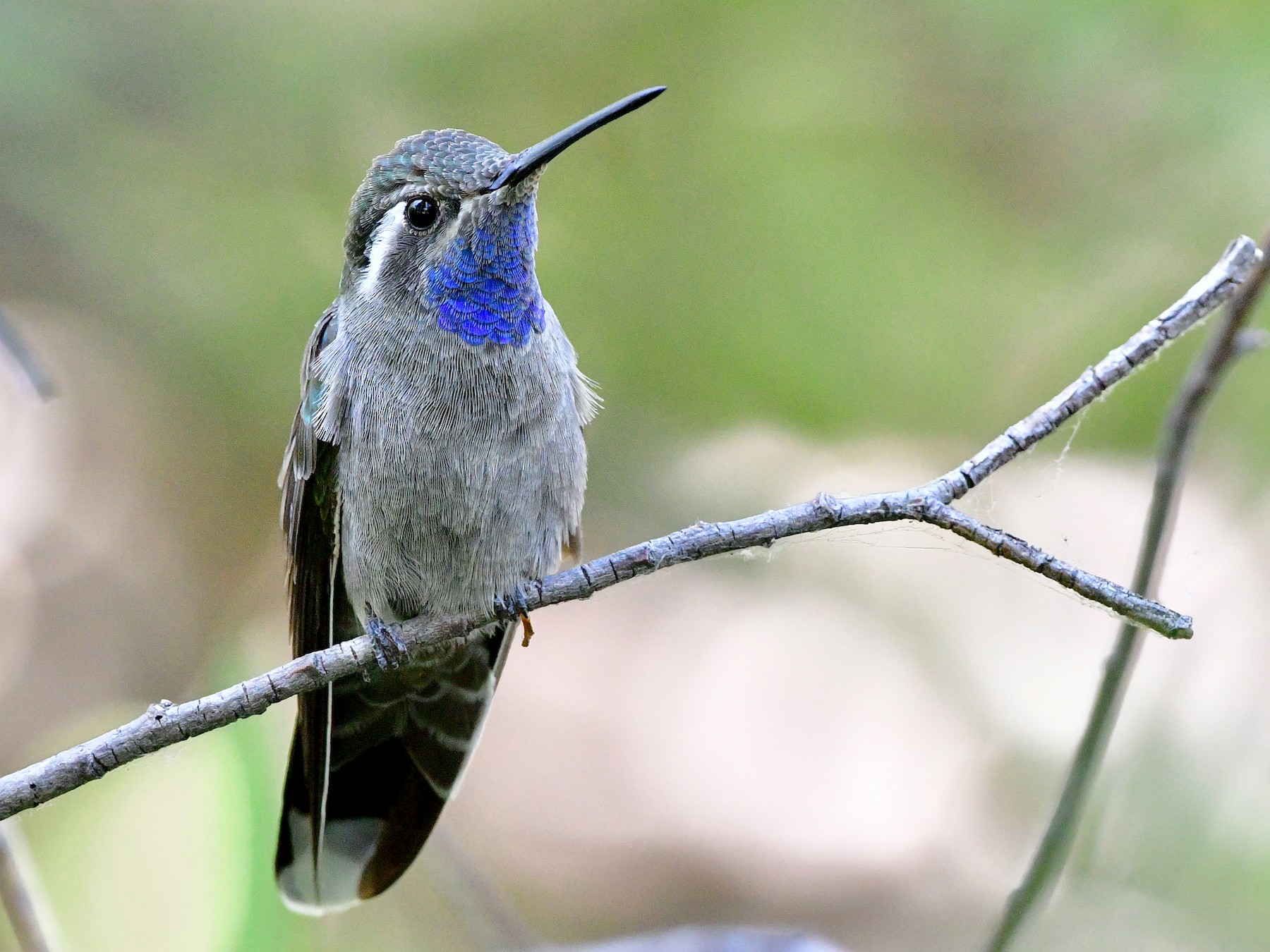 Colibri à gorge bleue - eBird