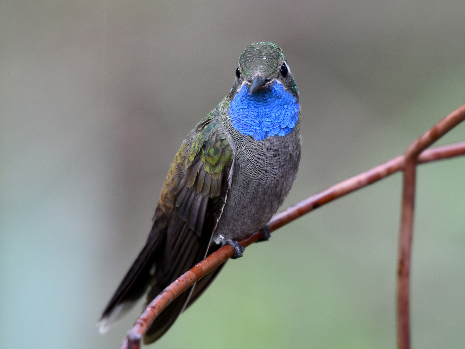 Colibrí Garganta Azul - eBird