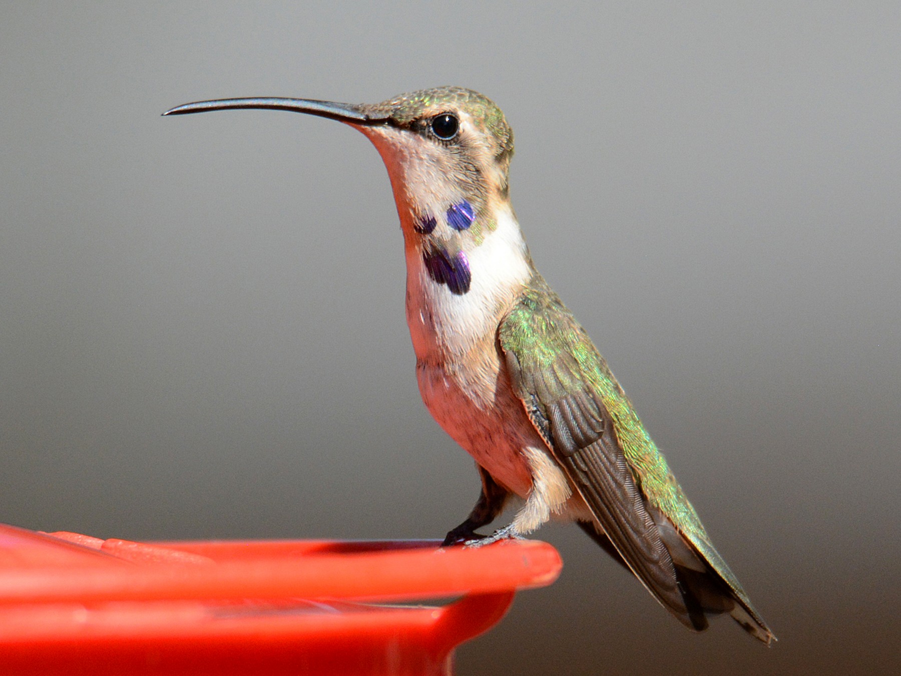 Lucifer Hummingbird - eBird