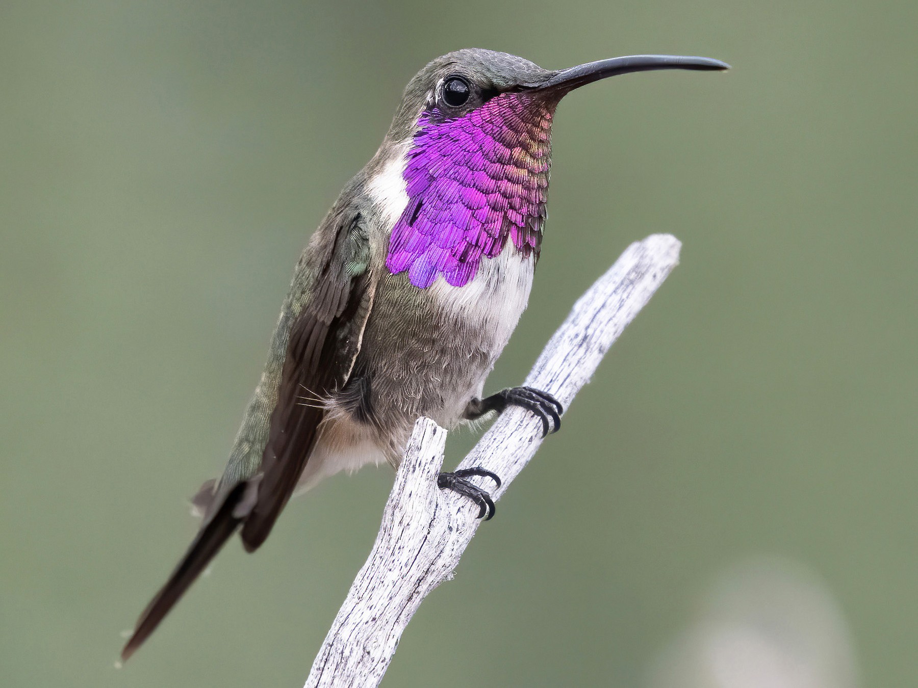 Lucifer Hummingbird - eBird