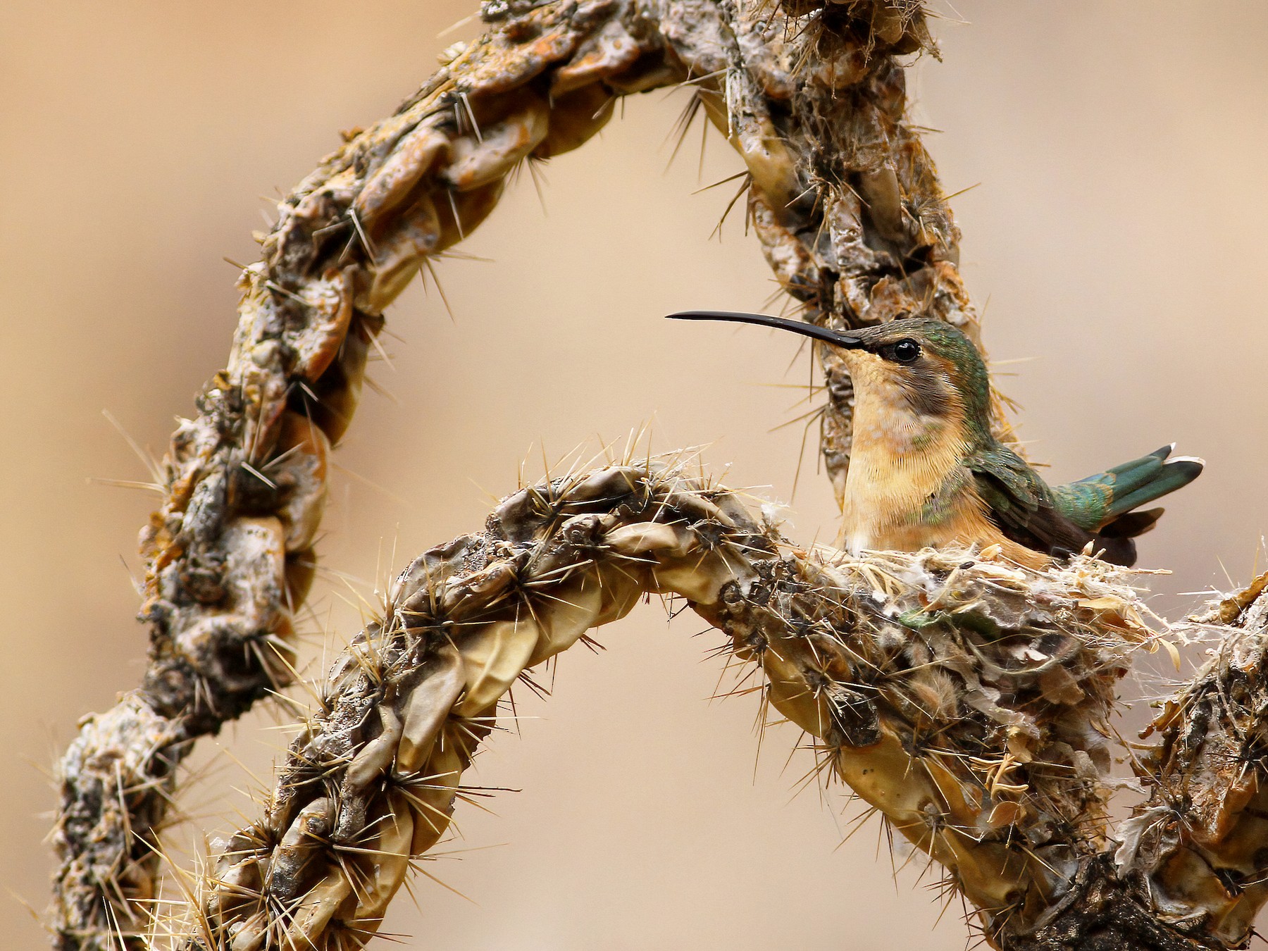 Lucifer Sheartail - eBird