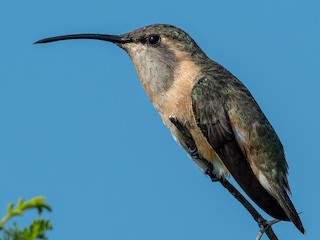 Lucifer Hummingbird Hummingbird Identification: An Illustrated Guide