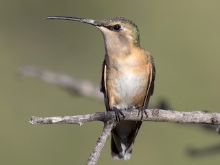 Lucifer Hummingbird Hummingbird Identification: An Illustrated Guide