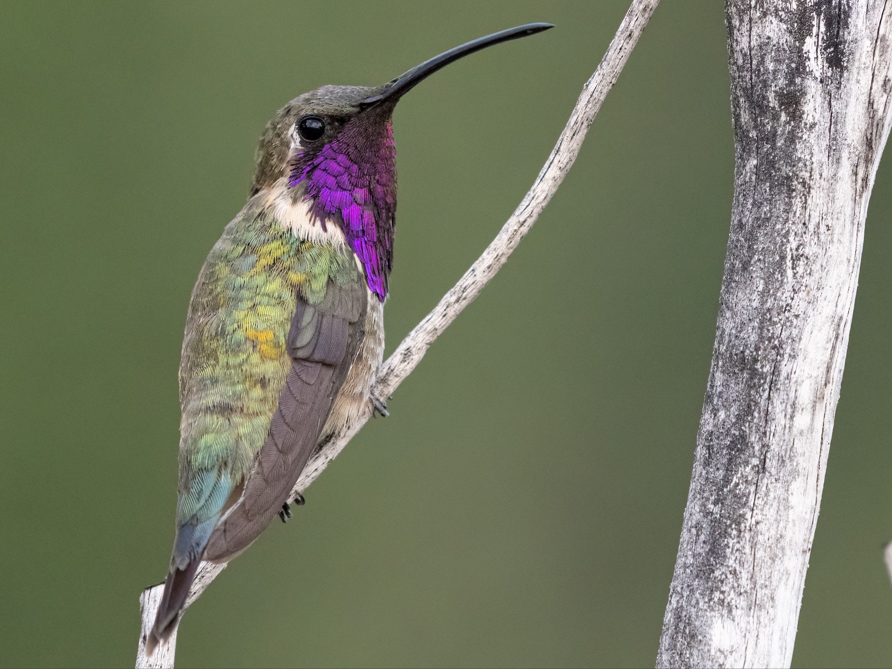 Lucifer Hummingbird Hummingbird Identification: An Illustrated Guide