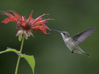 Colibri à gorge rubis - eBird