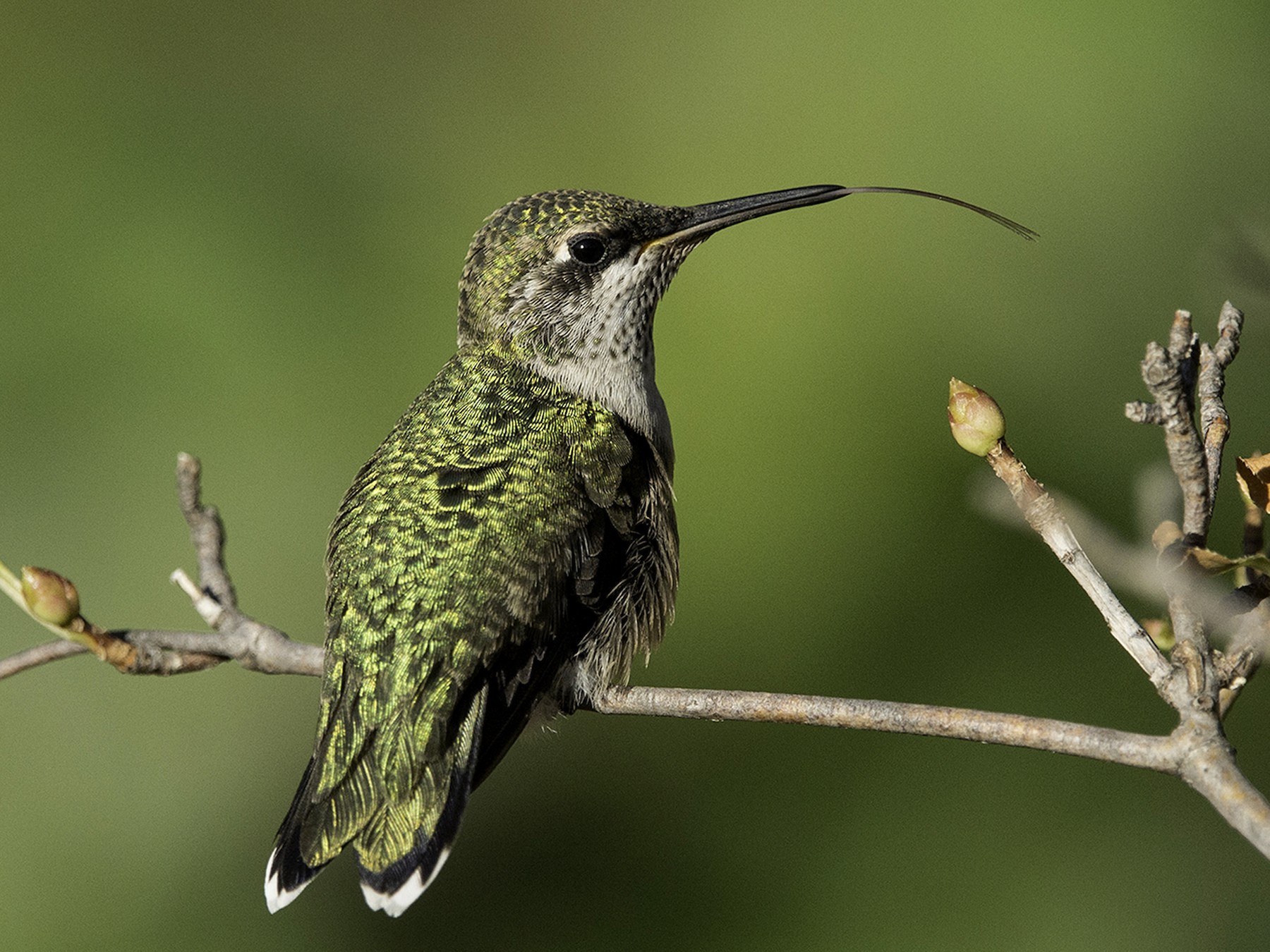 Ruby Throated Hummingbird Male