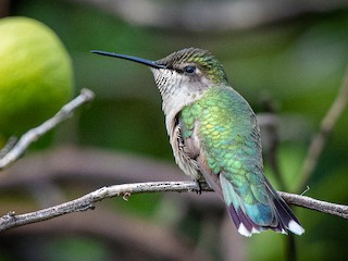 Ruby-throated Hummingbird - eBird