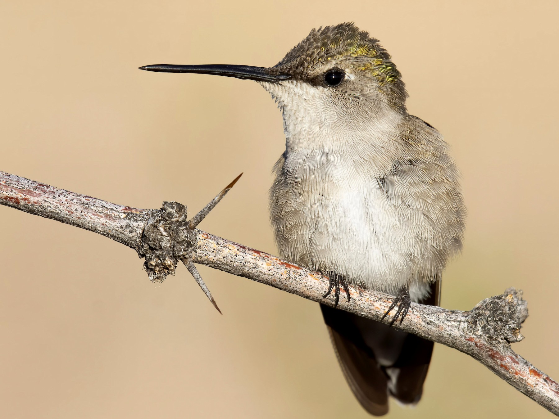 Black-chinned Hummingbird - eBird