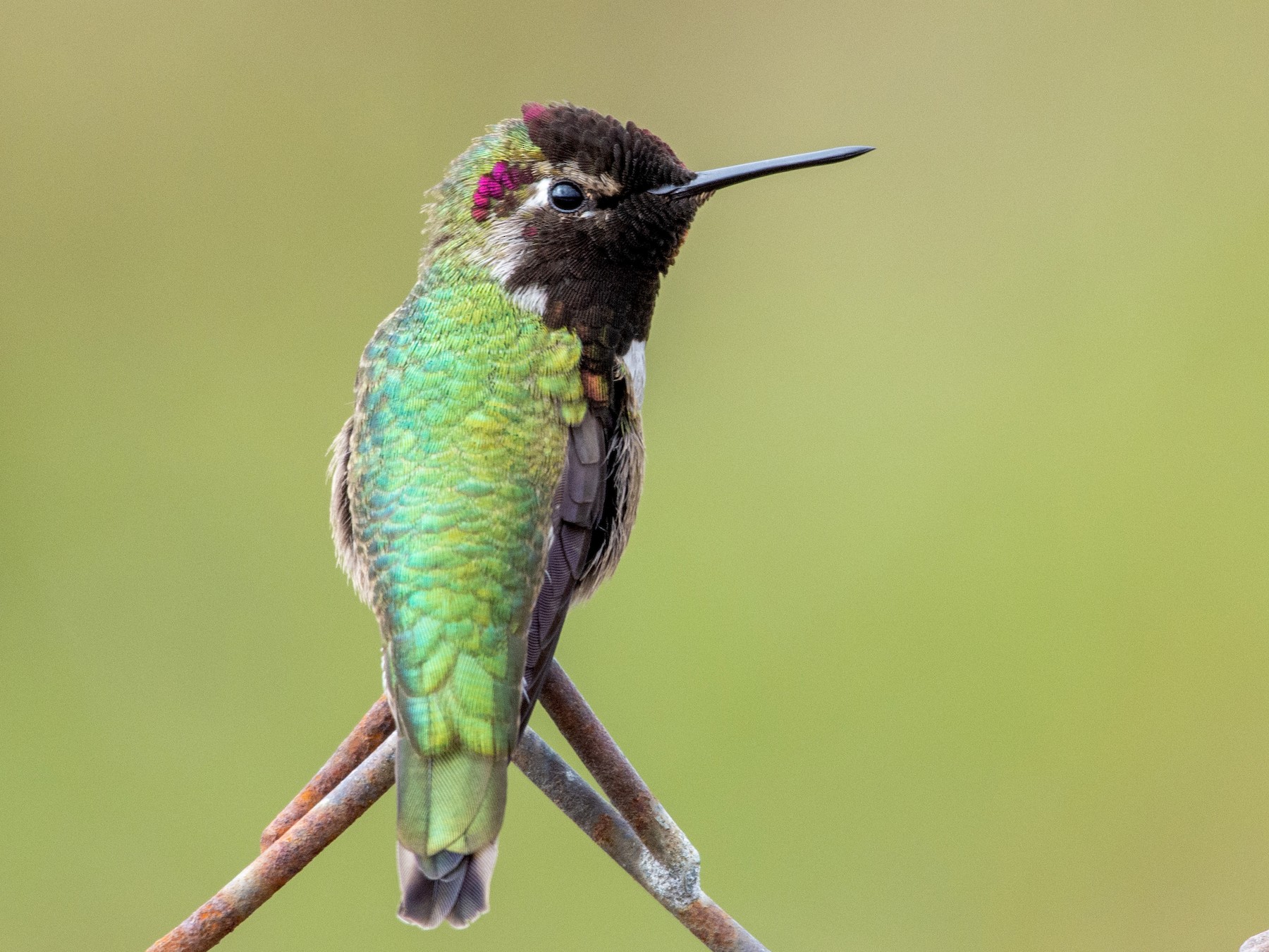 Anna s Hummingbird EBird