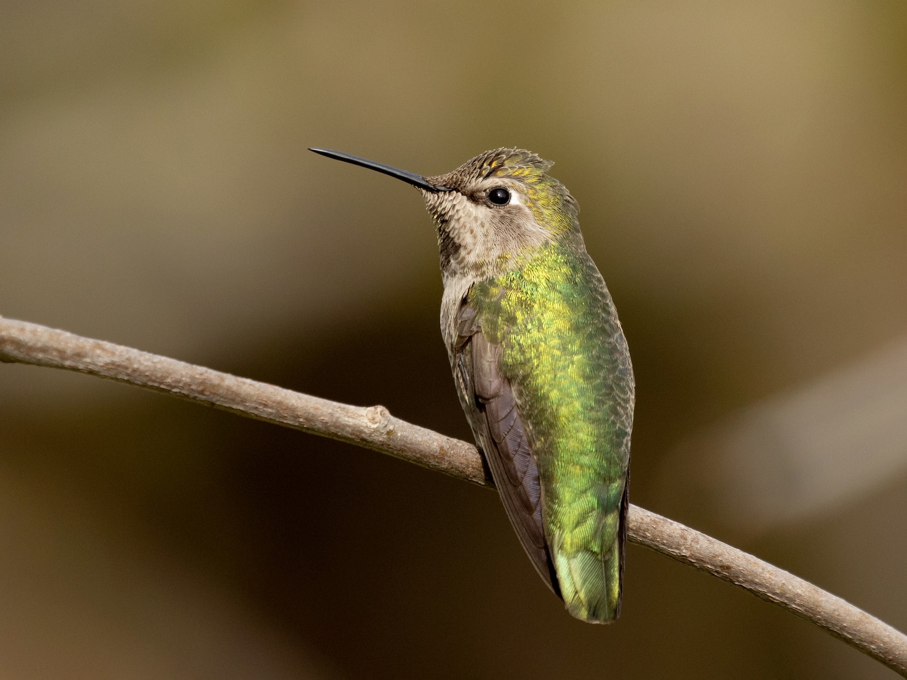 Anna s Hummingbird EBird