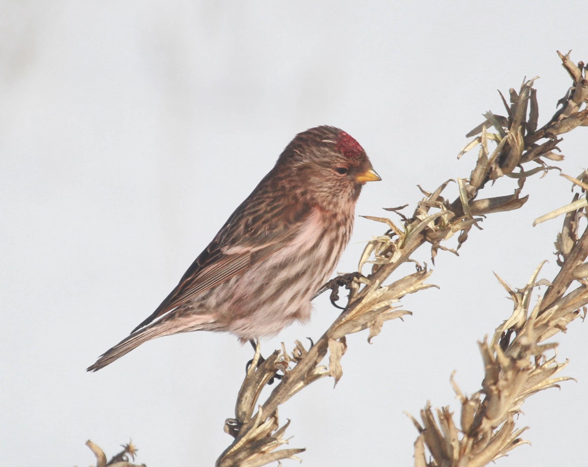eBird Checklist - 2 Feb 2021 - Sands Plains - 2 species