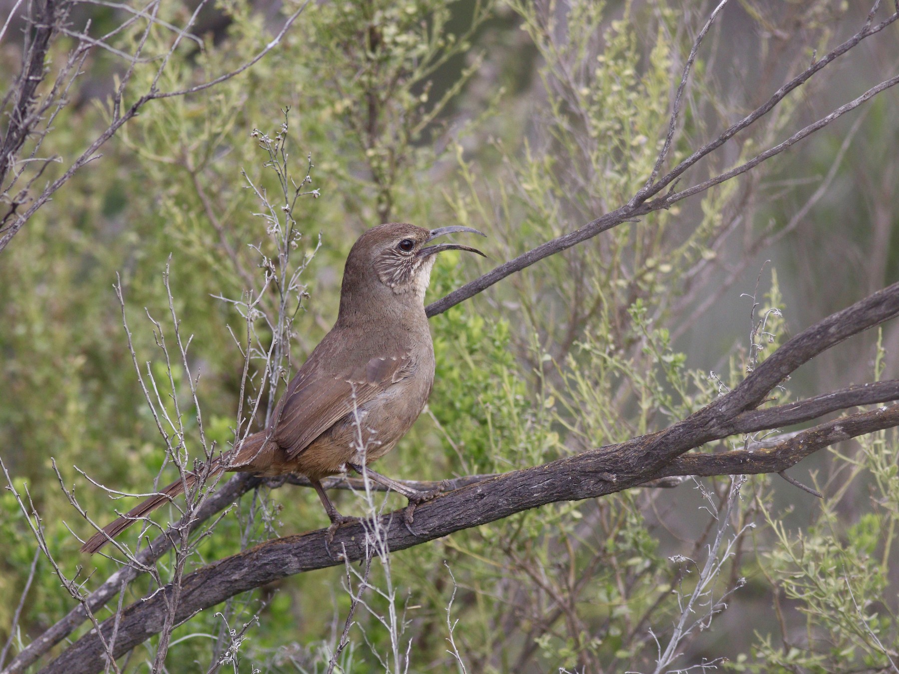 Moqueur de Californie - eBird