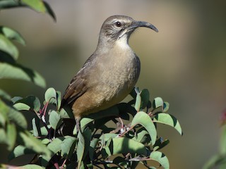 California Thrasher - eBird