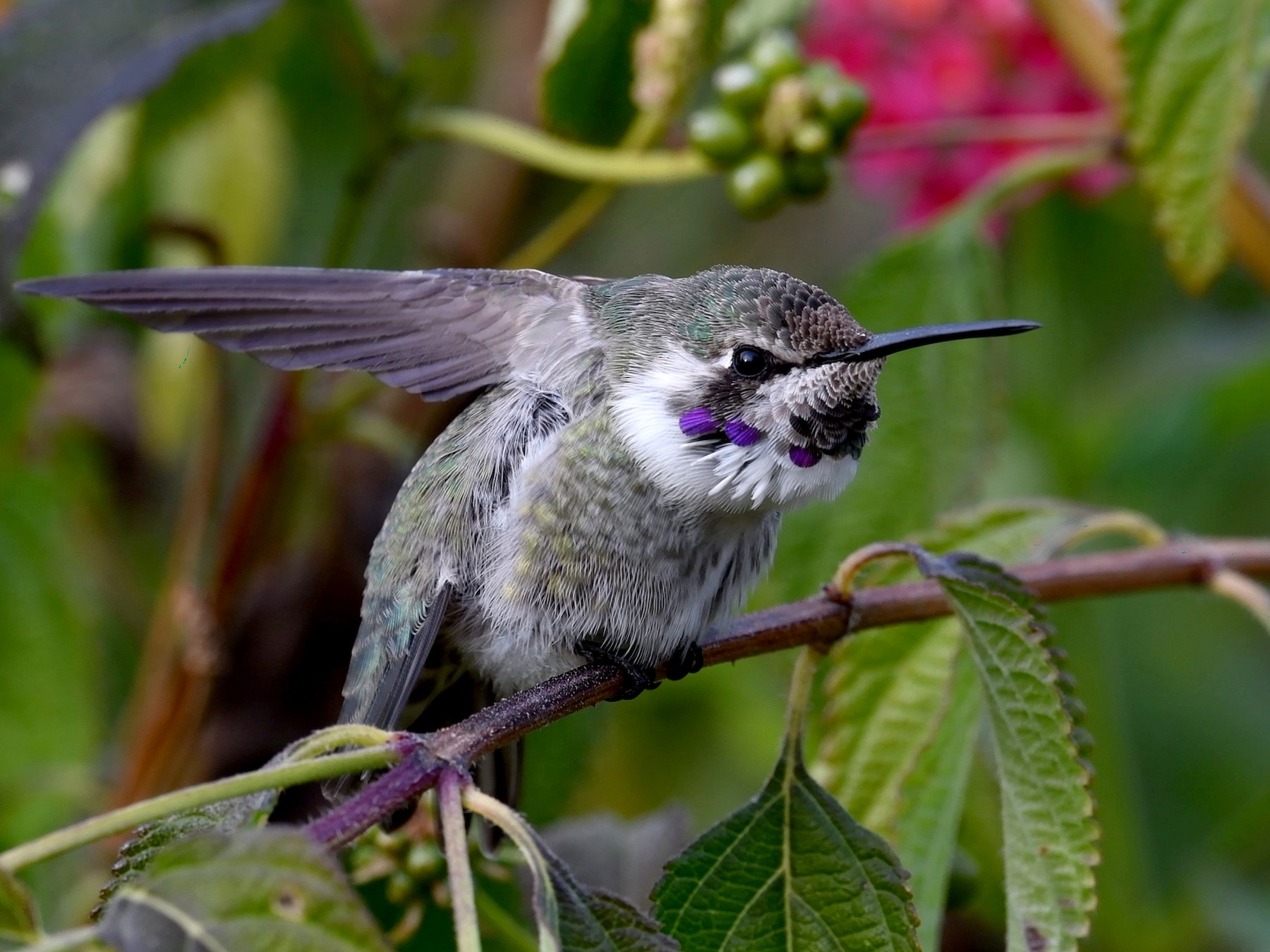 Colibri de Costa - eBird