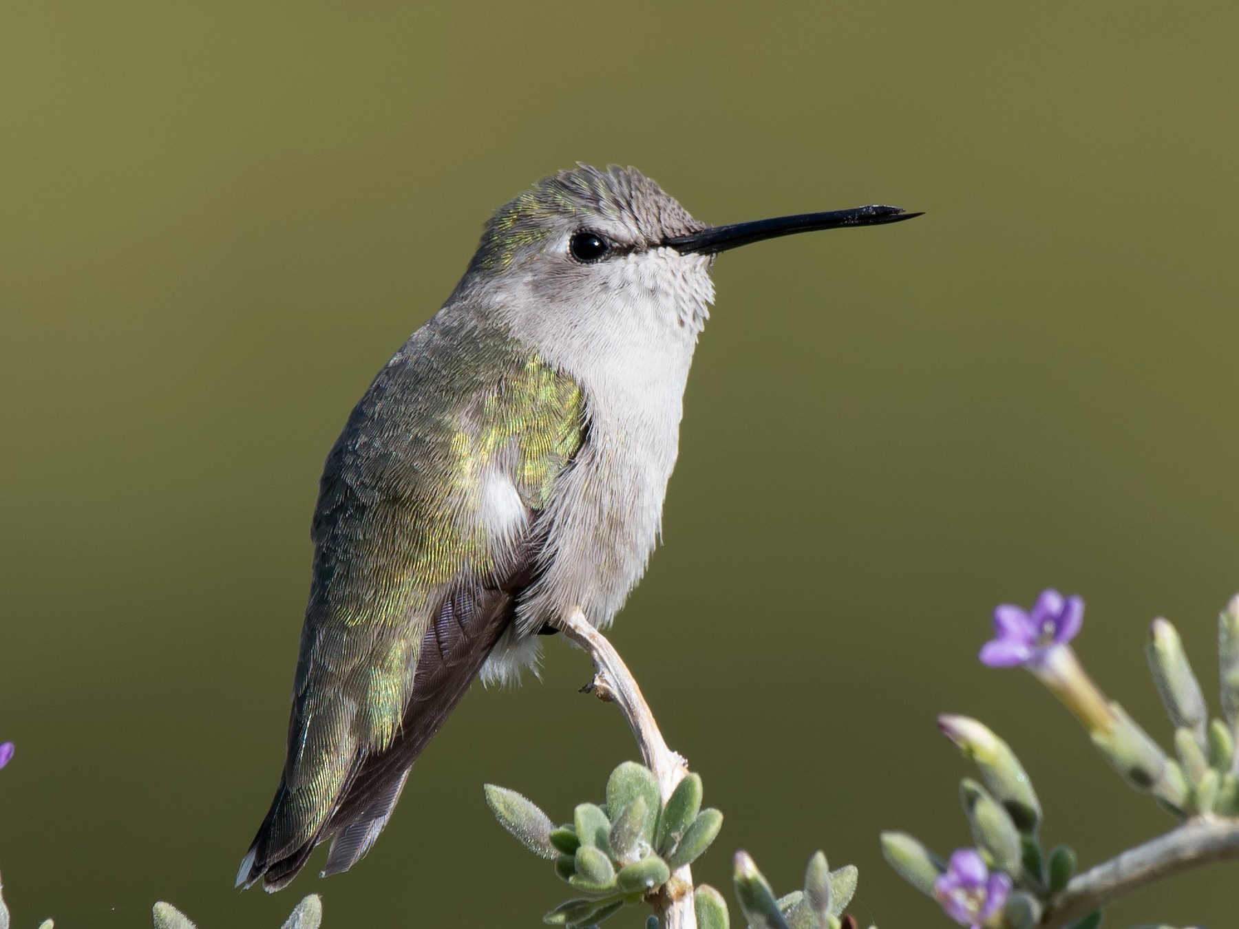 Costa's Hummingbird - eBird
