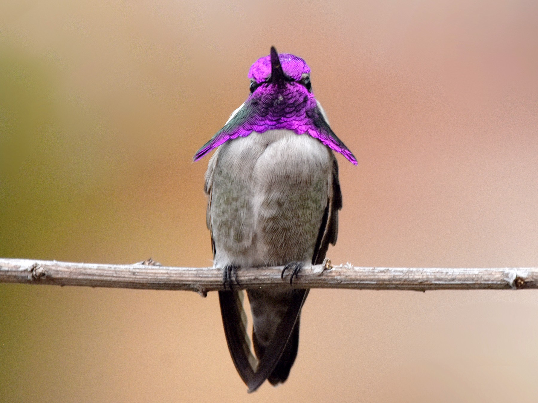Costa's Hummingbird - eBird