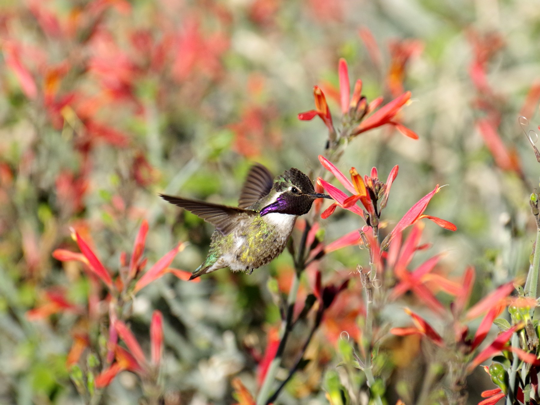 Costa's Hummingbird - eBird