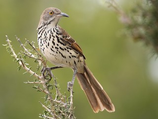 Long-billed Thrasher - eBird