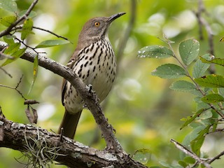 Long-billed Thrasher - eBird