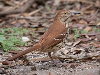 Moqueur roux - eBird