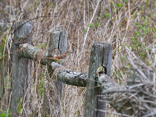 Brown Thrasher - Virginia Breeding Bird Atlas