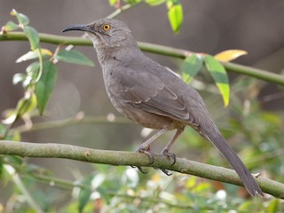 Curve-billed Thrasher - eBird