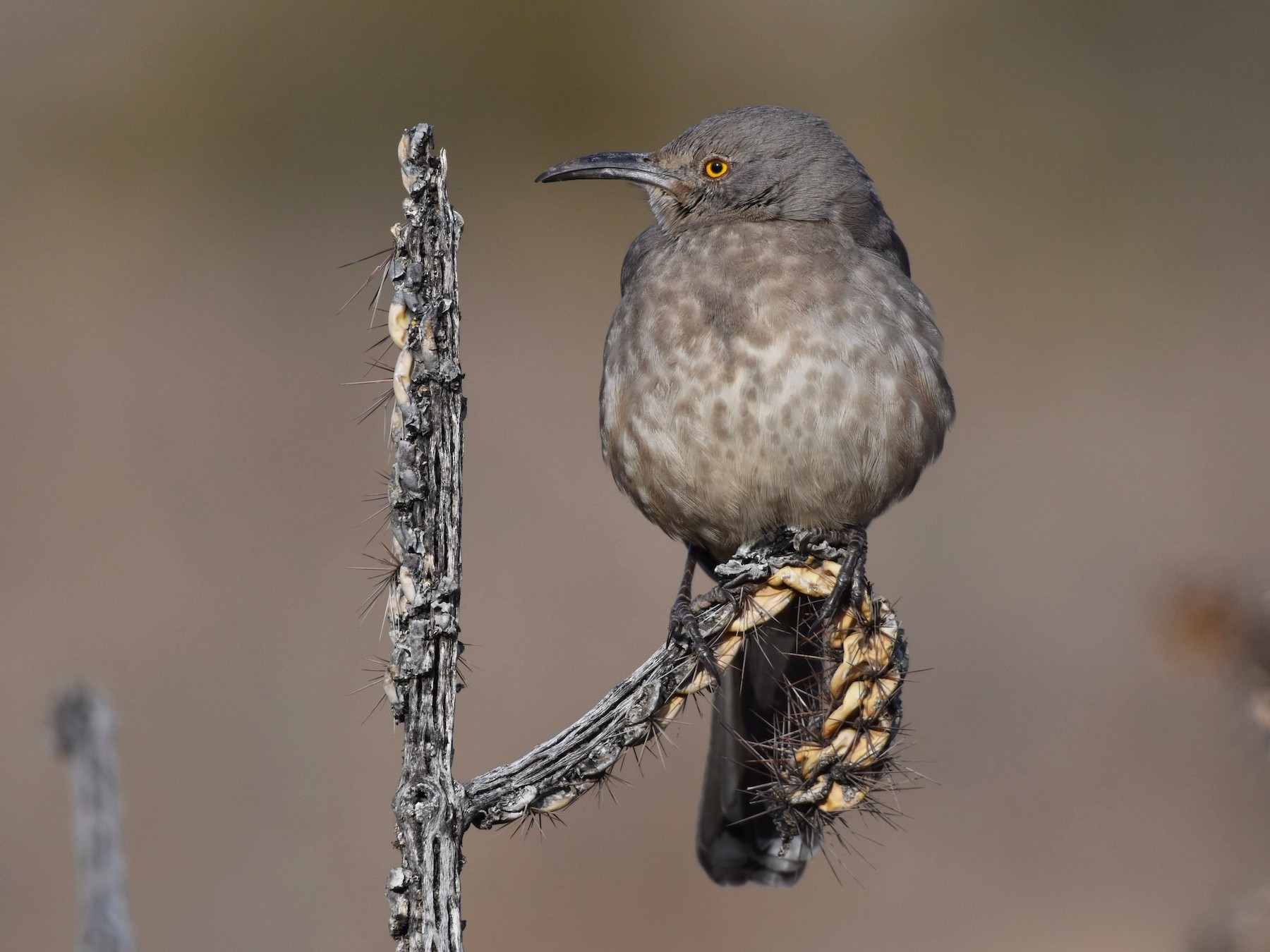 Curve-billed Thrasher - eBird