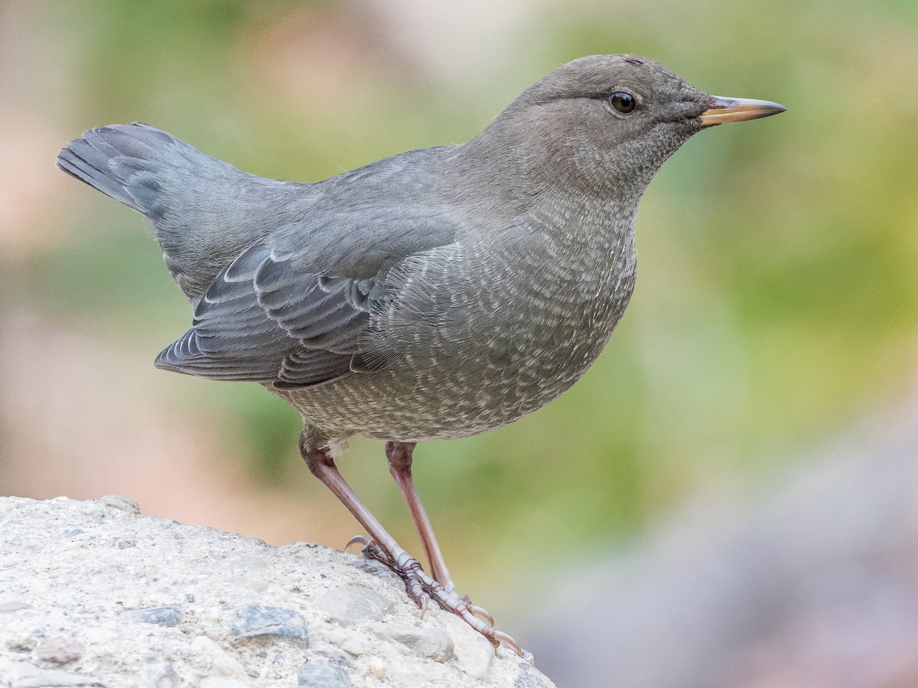 American Dipper - eBird