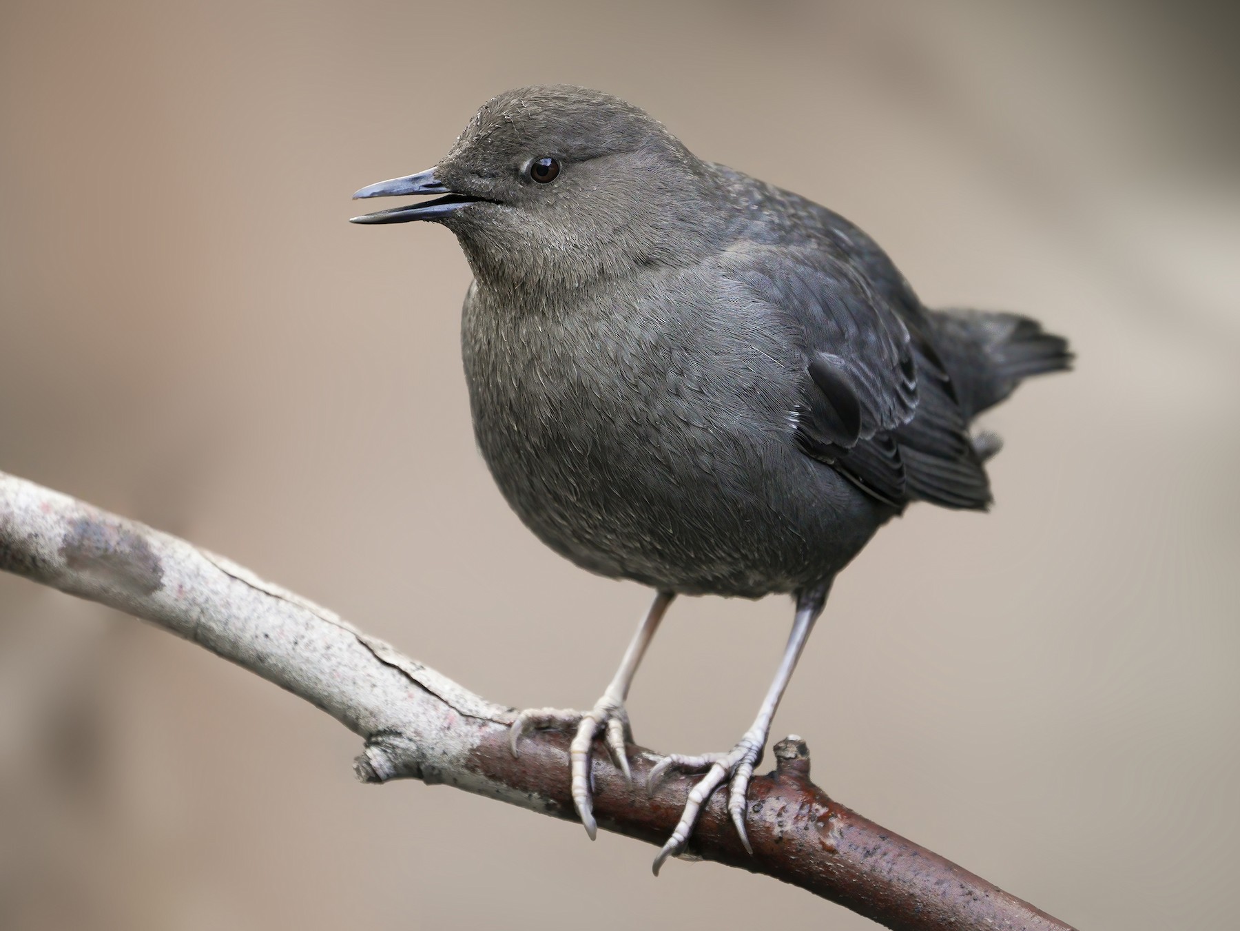 American Dipper - eBird