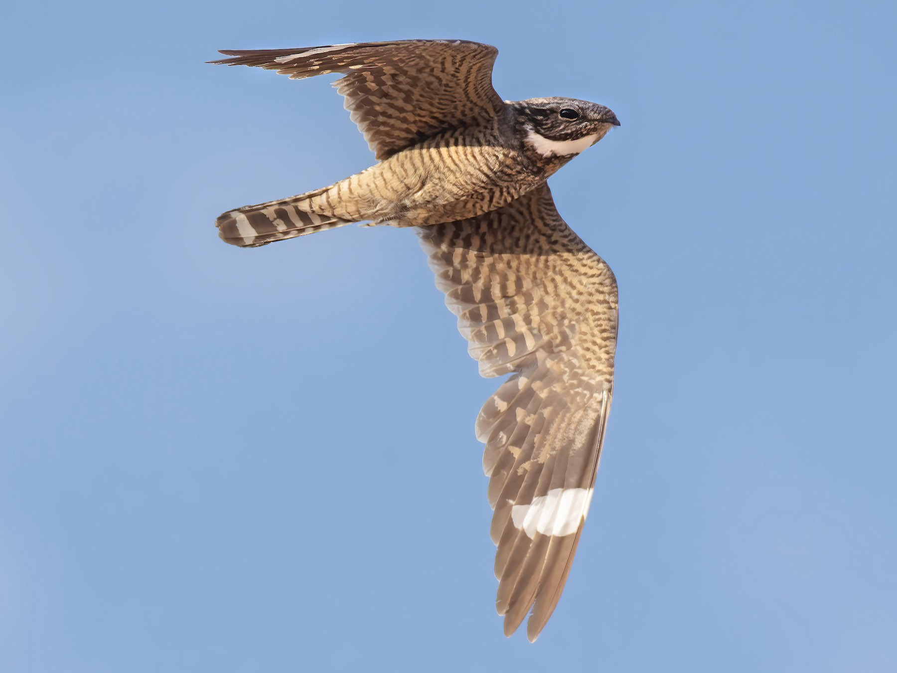 Lesser Nighthawk - eBird