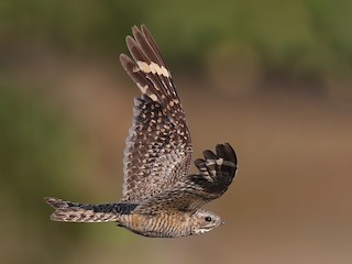 Lesser Nighthawk - eBird