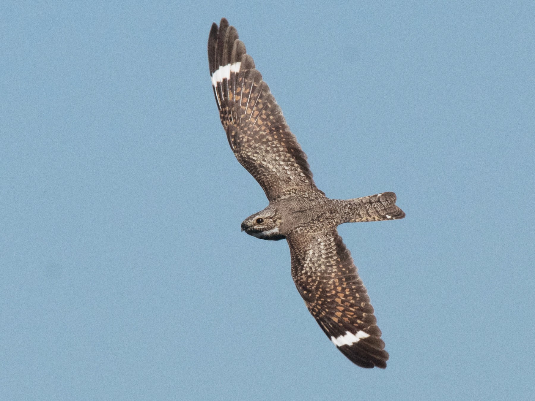 Lesser Nighthawk - eBird