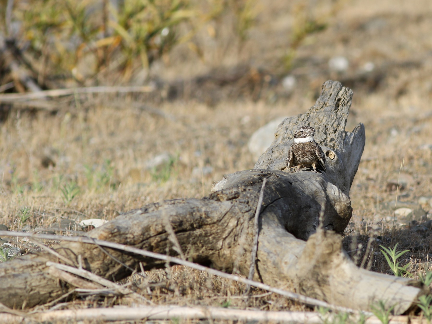 Lesser Nighthawk - eBird