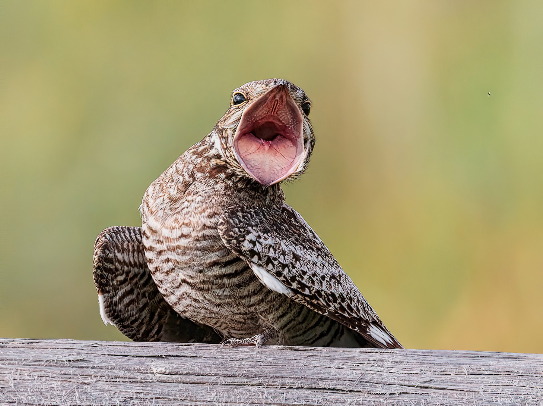 Common Nighthawk Common Nighthawk