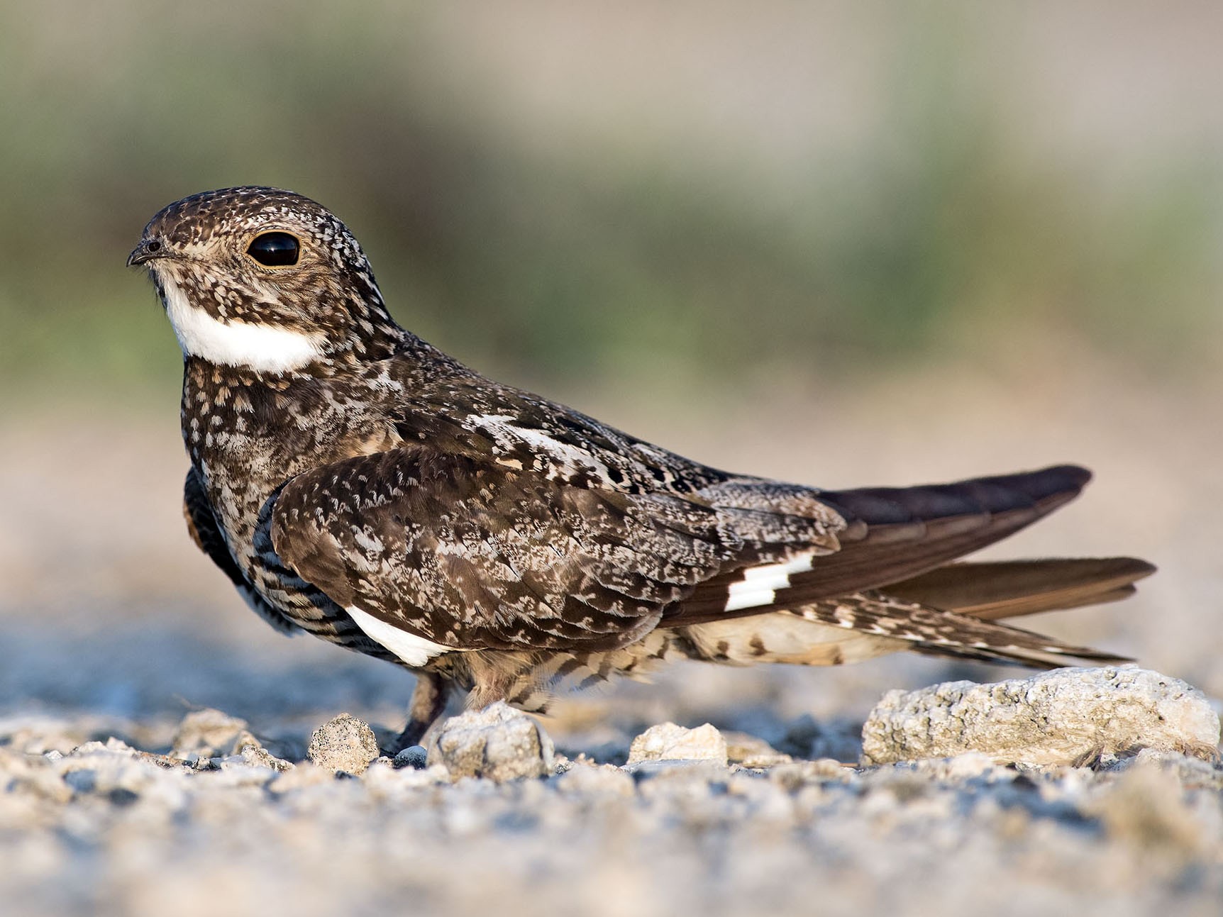 Antillean Nighthawk - eBird