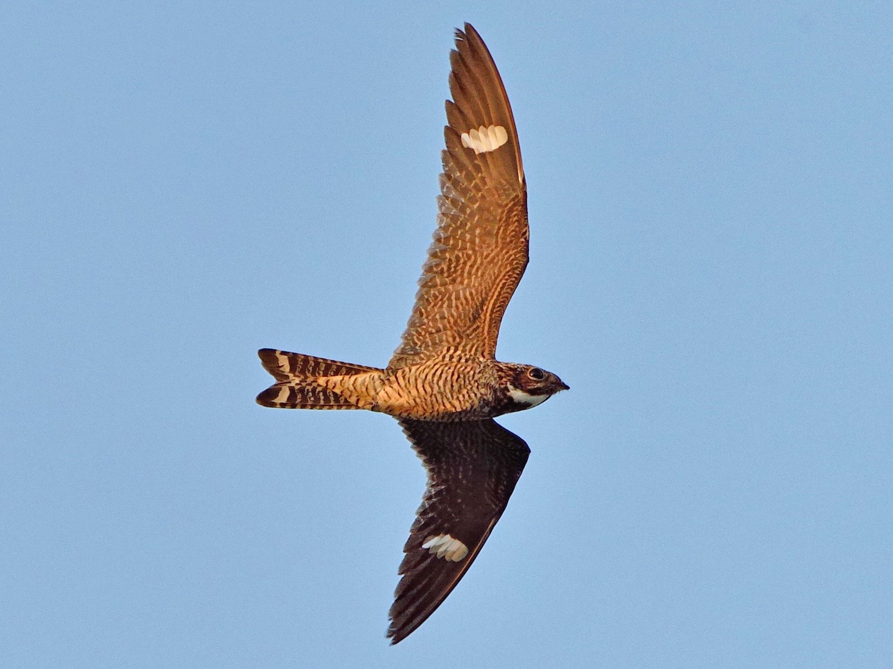 Antillean Nighthawk - eBird