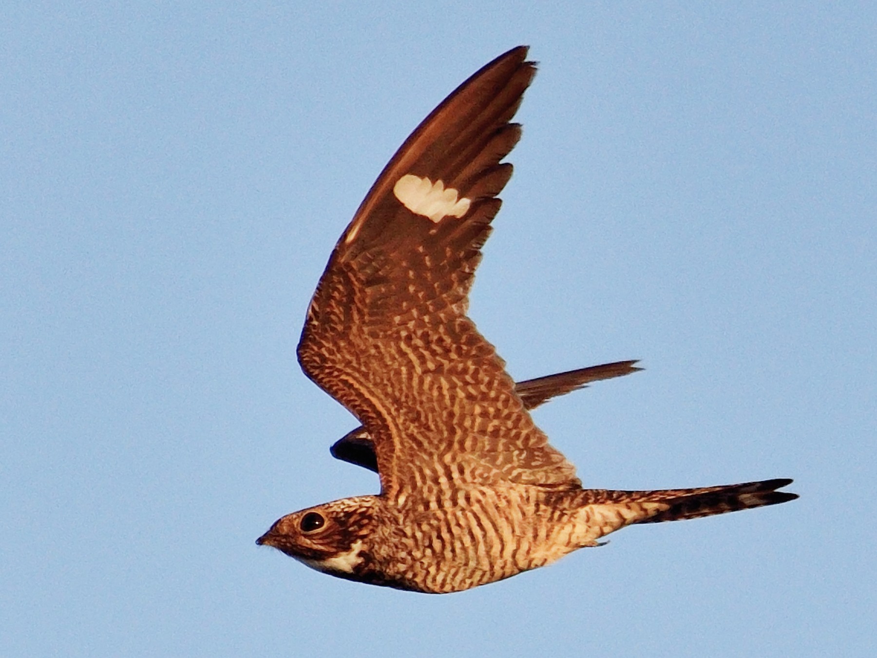 Antillean Nighthawk - eBird