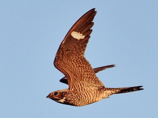 Antillean Nighthawk - eBird