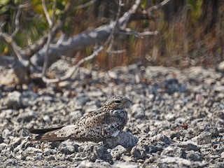 Antillean Nighthawk - eBird