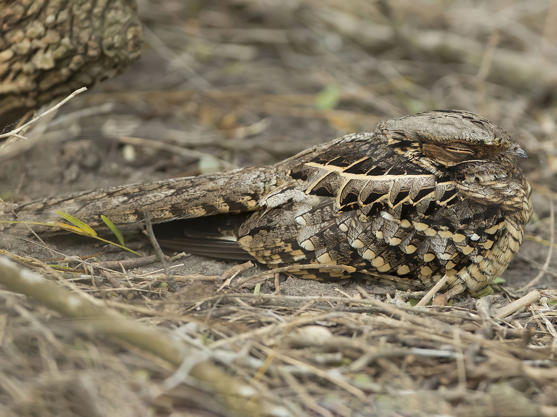 Common Pauraque - eBird