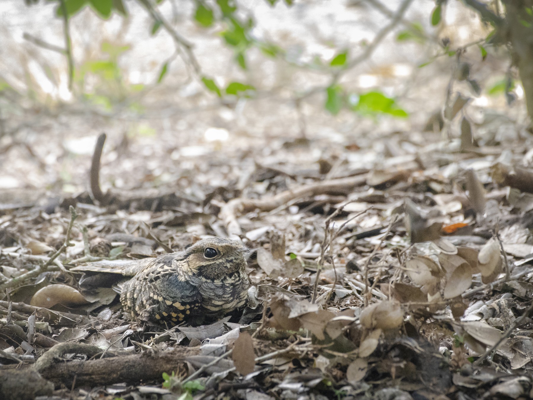 Common Pauraque - eBird