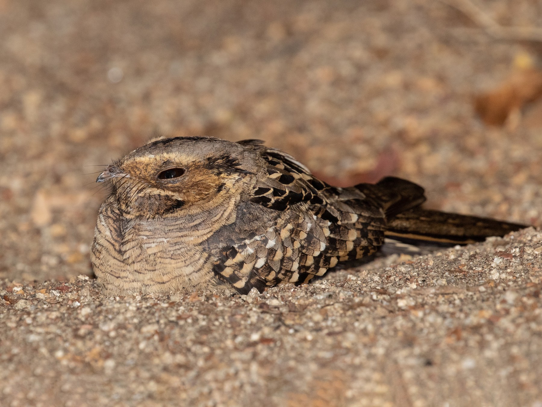Common Pauraque - eBird
