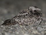 Common Poorwill - Abundance map: Non-breeding - eBird Status and Trends