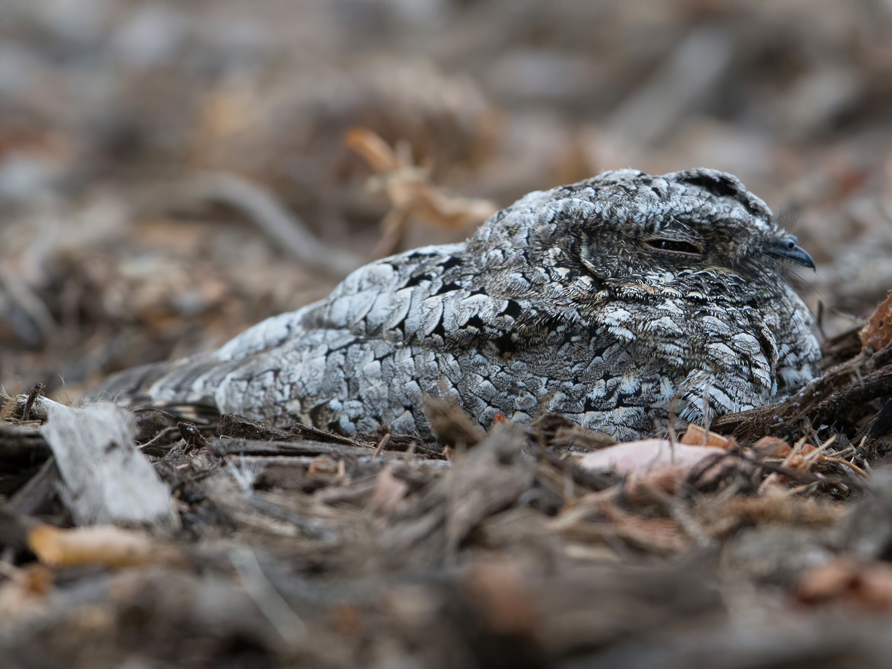 Common Poorwill In Flight